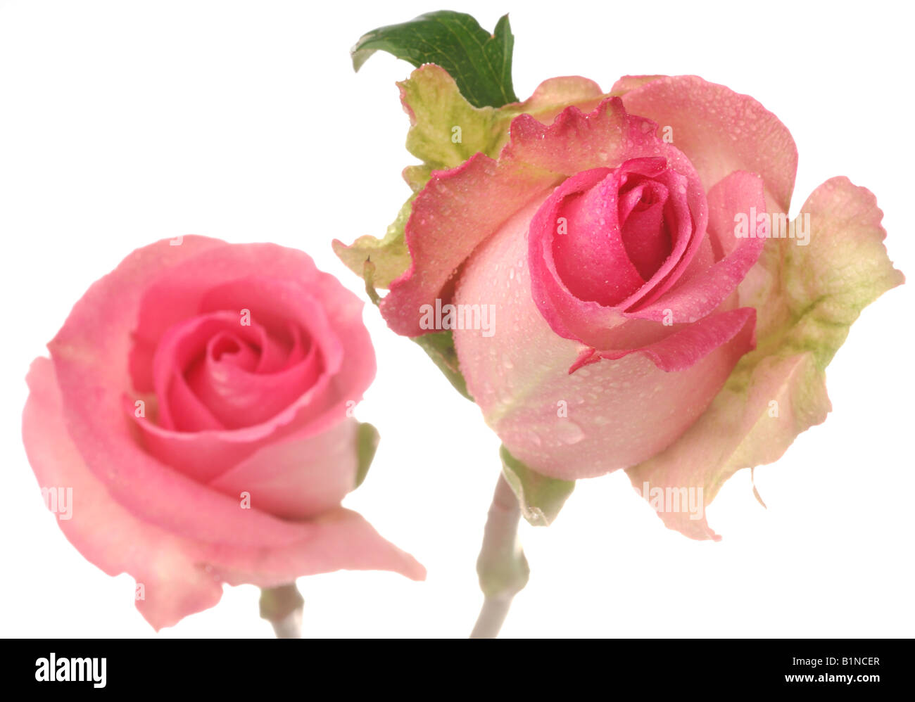 Two pink roses blossoms, close up Stock Photo - Alamy