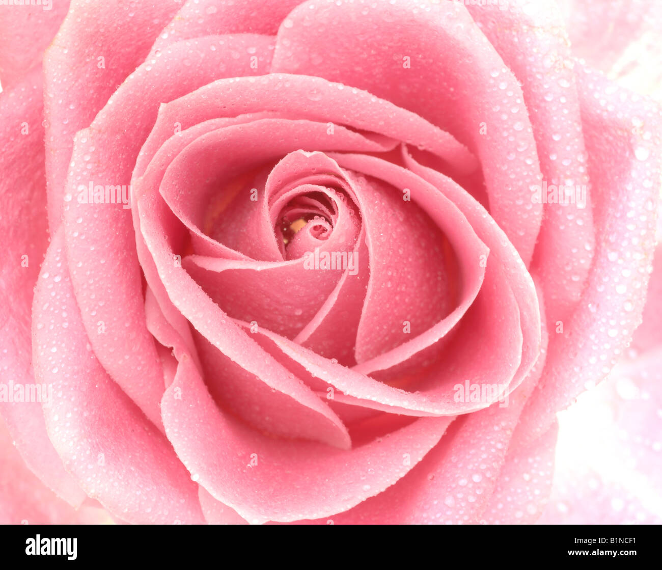 Pink rose blossom, close up Stock Photo - Alamy