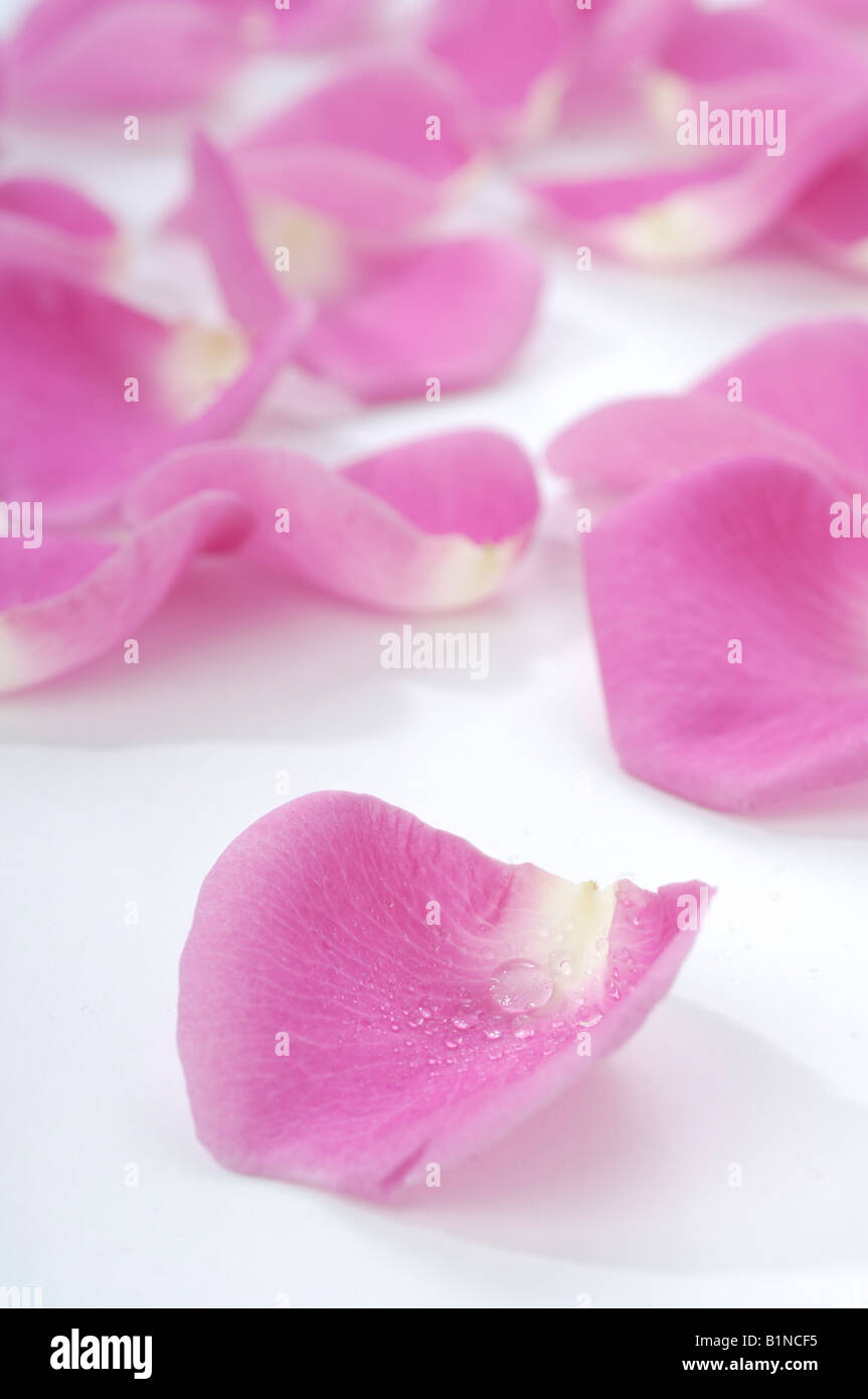 Pink rose petals Stock Photo - Alamy