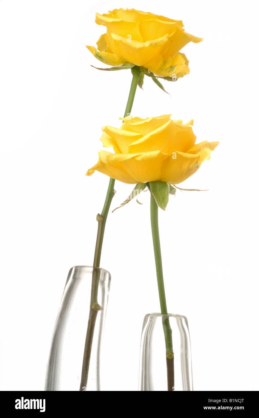 Two yellow roses in glas vases Stock Photo - Alamy