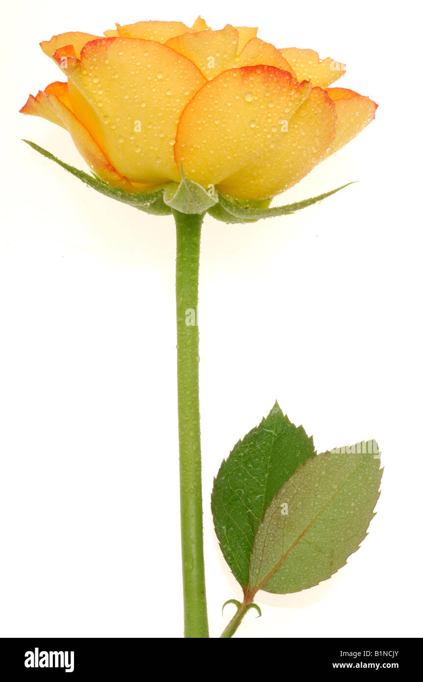 Yellow and red rose Stock Photo - Alamy