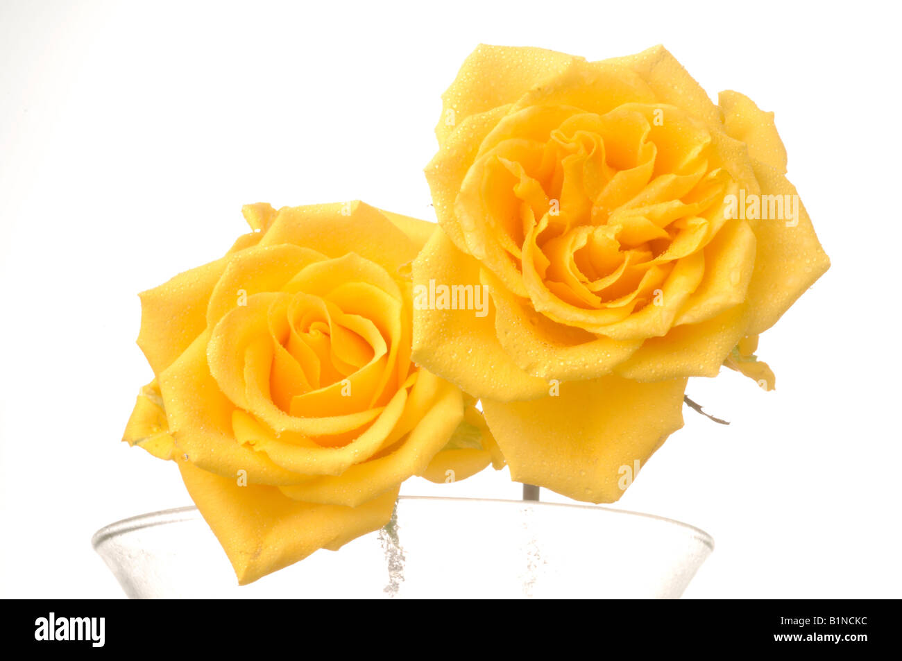 Two yellow rose blossom Stock Photo - Alamy