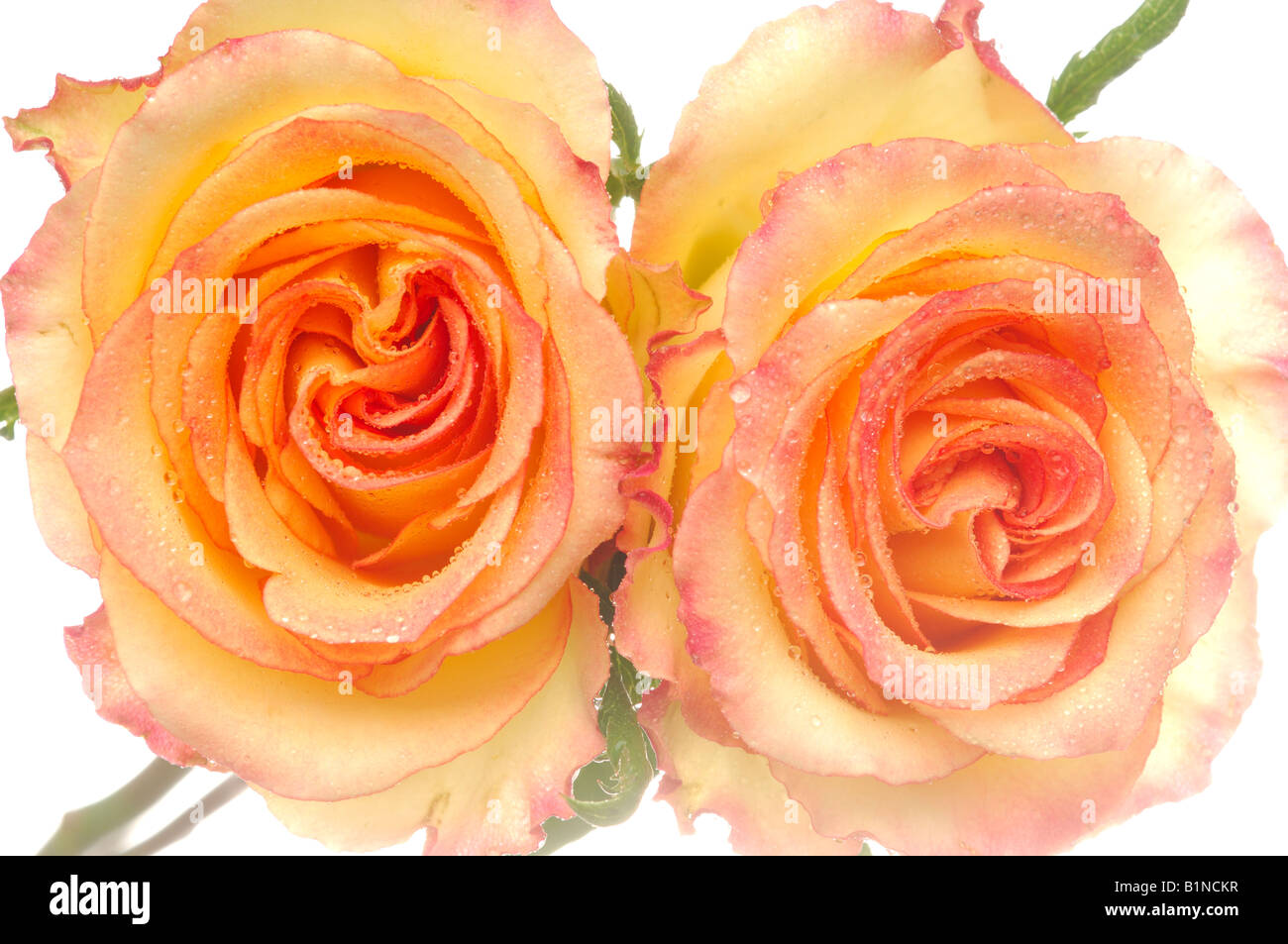 Two rose blossoms, close up Stock Photo - Alamy