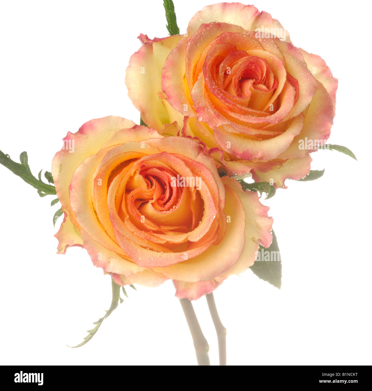 Two rose blossoms, close up Stock Photo - Alamy