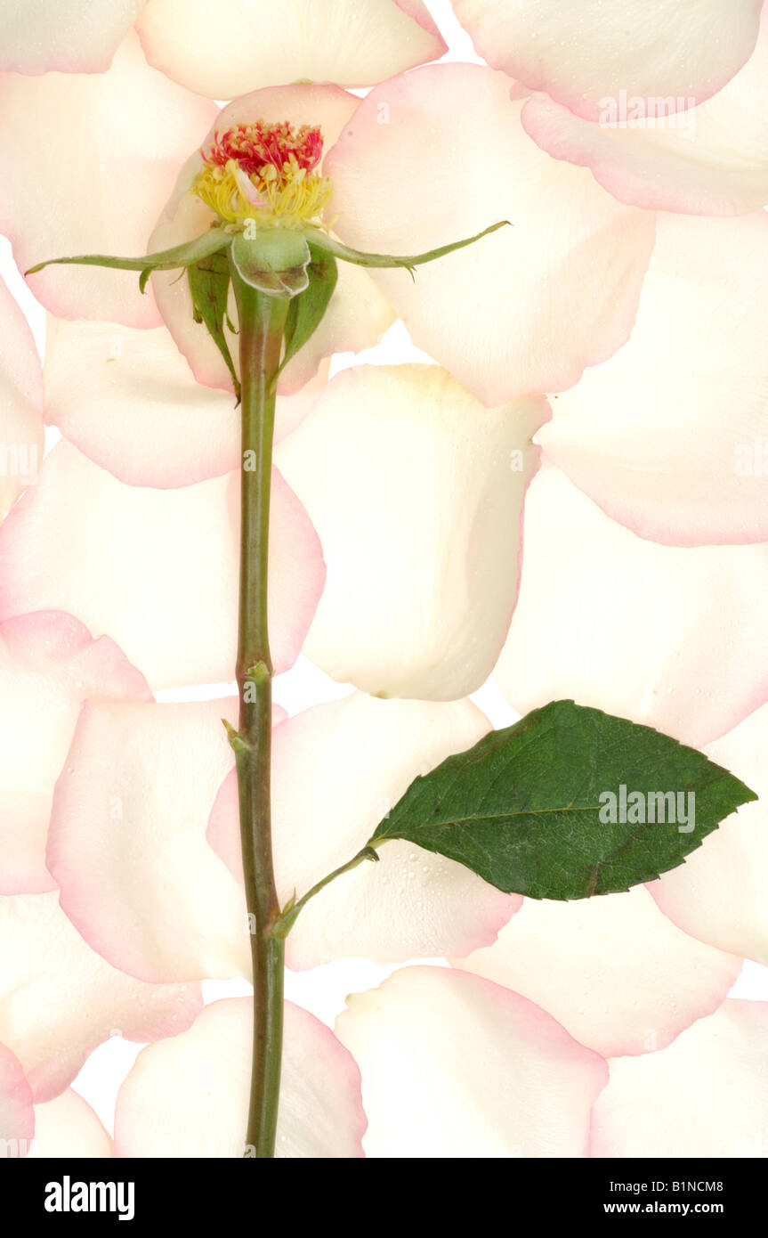 Pulled rose with petals Stock Photo - Alamy