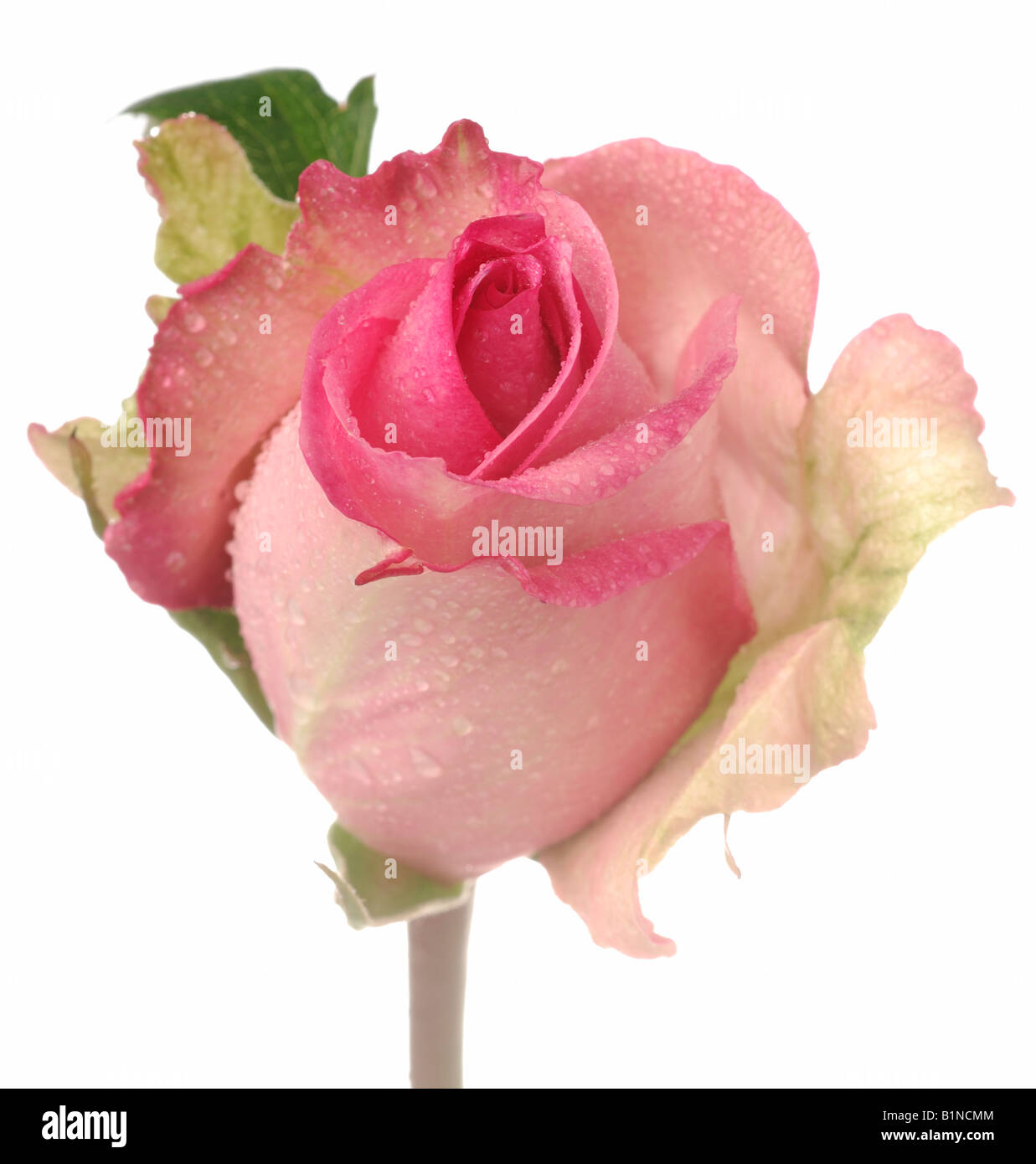 Pink rose blossom, close up Stock Photo - Alamy