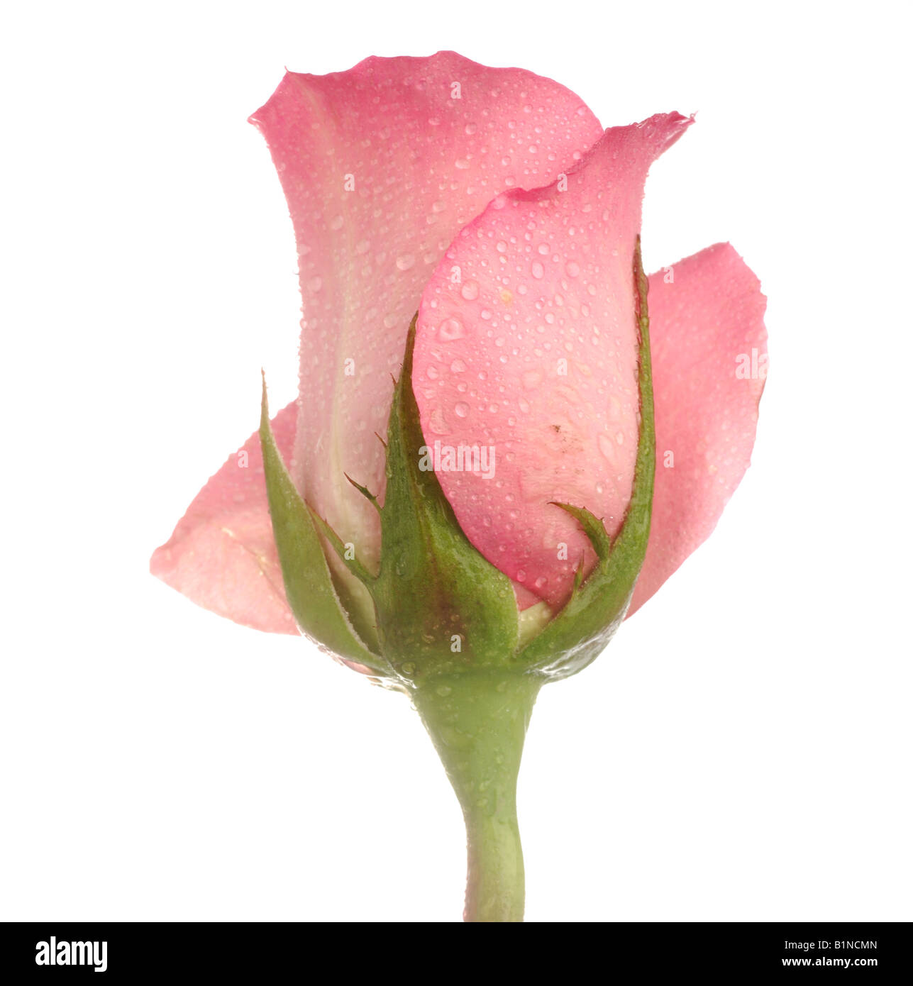 Pink rose blossom, close up Stock Photo - Alamy