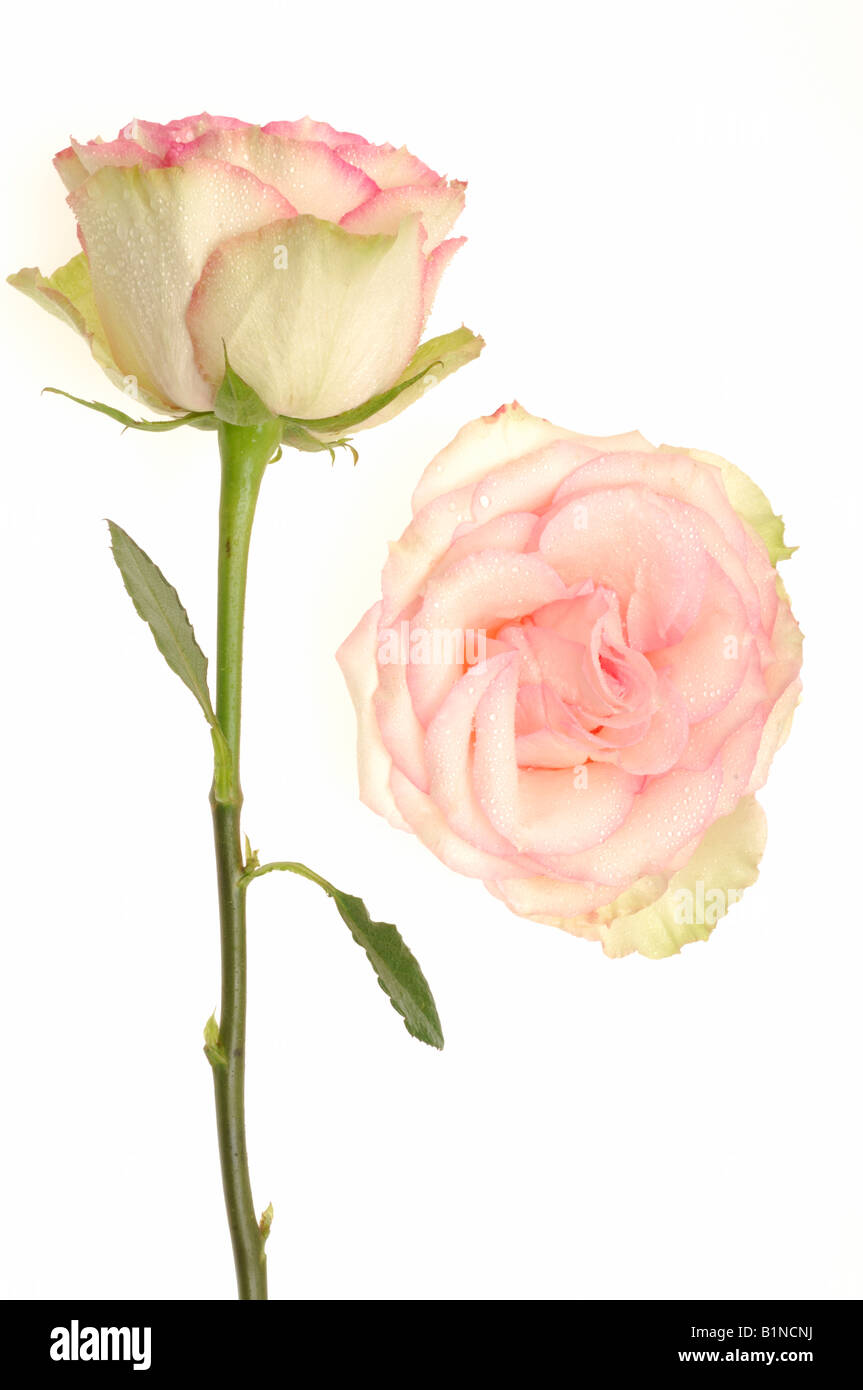 Pink rose and pink rose blossom Stock Photo - Alamy