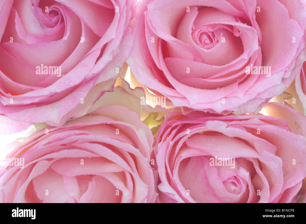 Pink rose blossoms, close up Stock Photo - Alamy