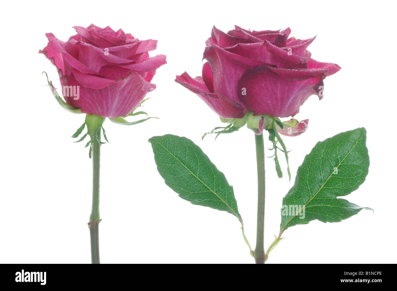 Two lilac roses Stock Photo - Alamy