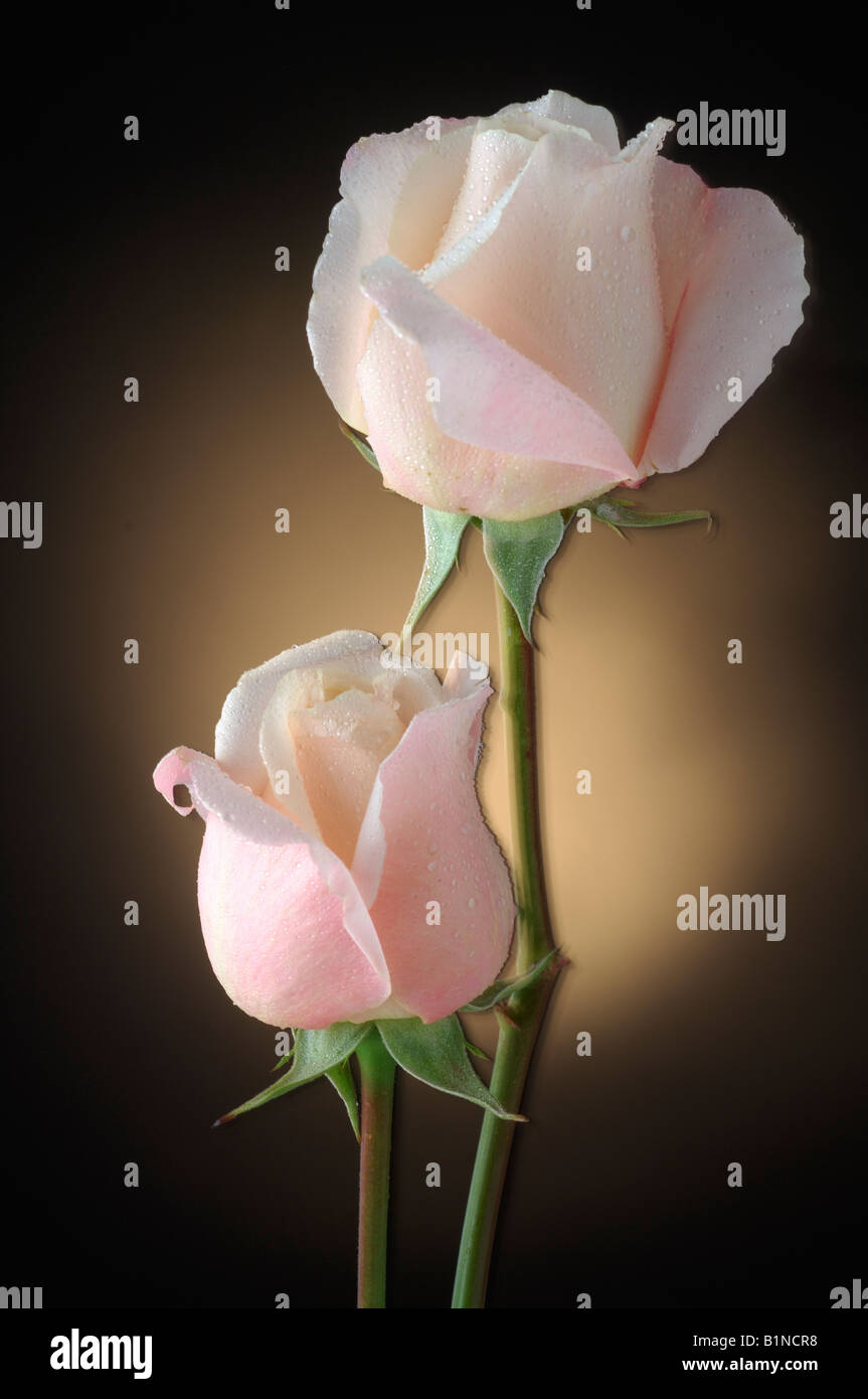 Two white roses Stock Photo - Alamy