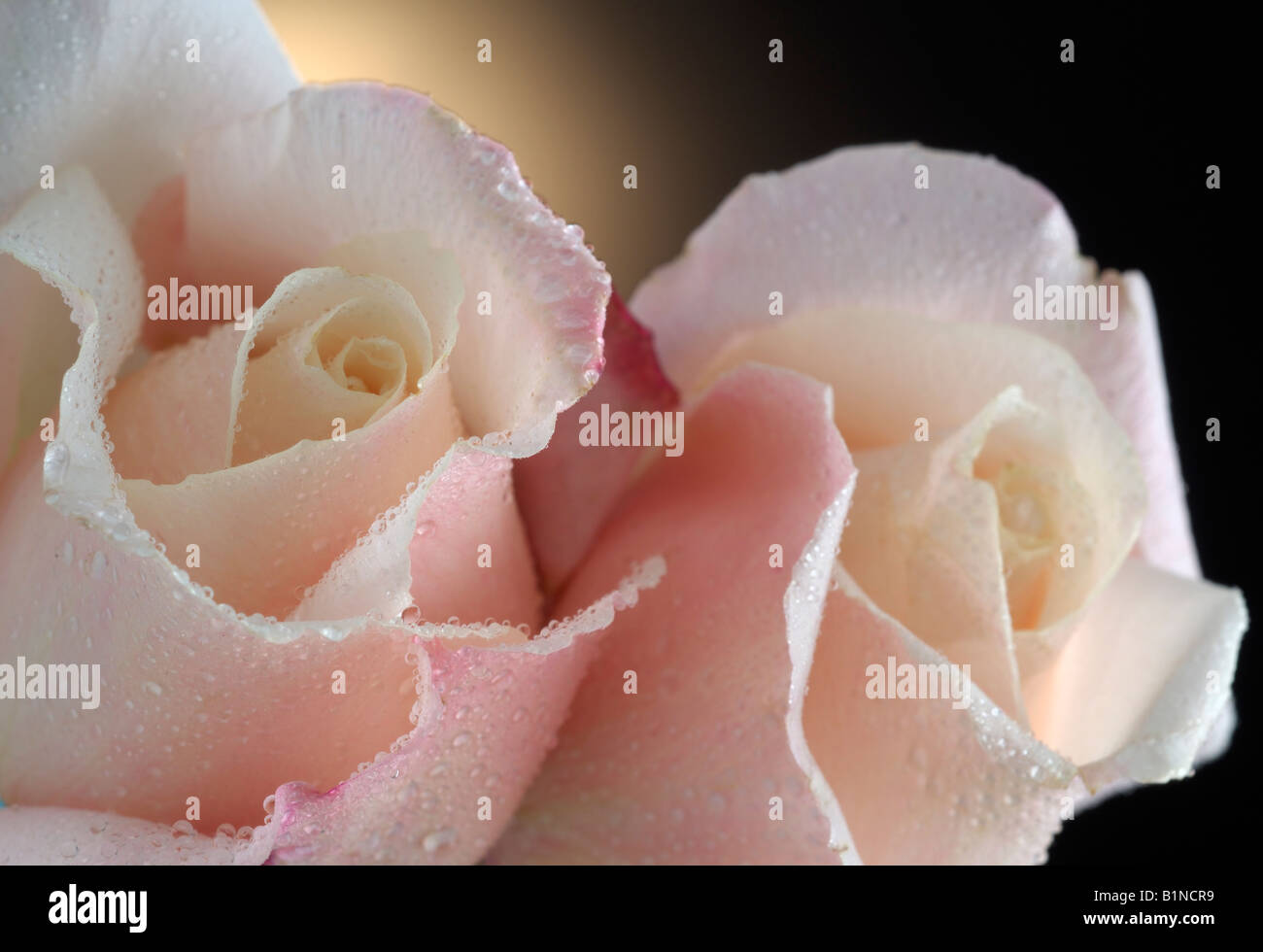 Two white roses blossoms, close up Stock Photo - Alamy