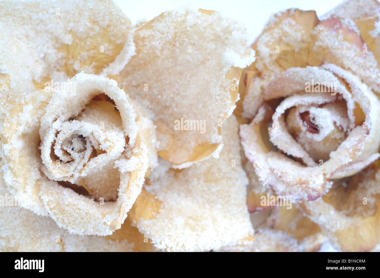 Glazed rose blossoms Stock Photo - Alamy
