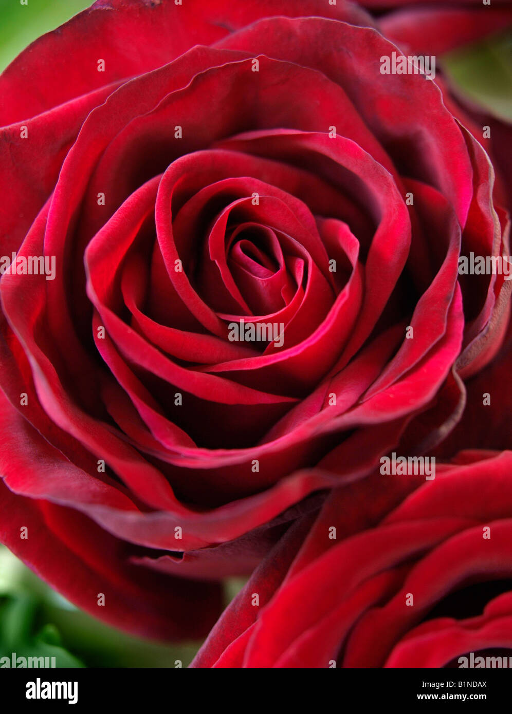 Red rose closeup Stock Photo - Alamy