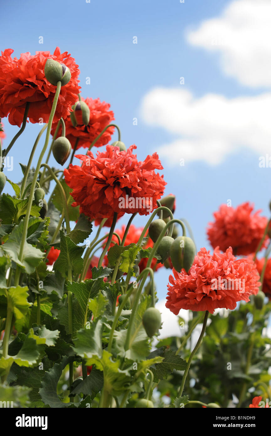 RED POPPY BLOOMS IN AN ENGLISH COTTAGE GARDEN UK Stock Photo - Alamy