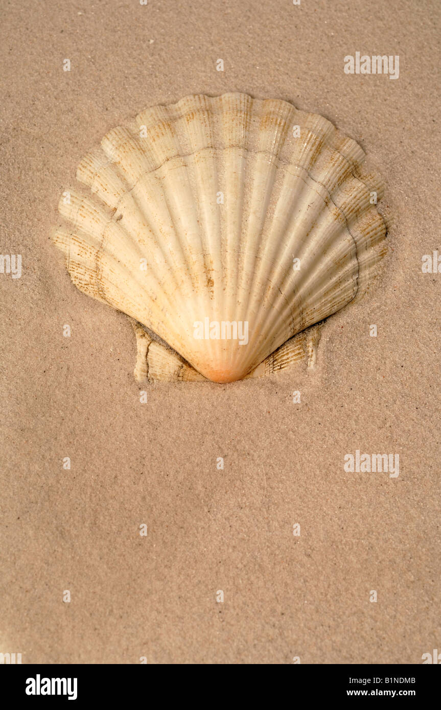 Mussel in the sand Stock Photo - Alamy