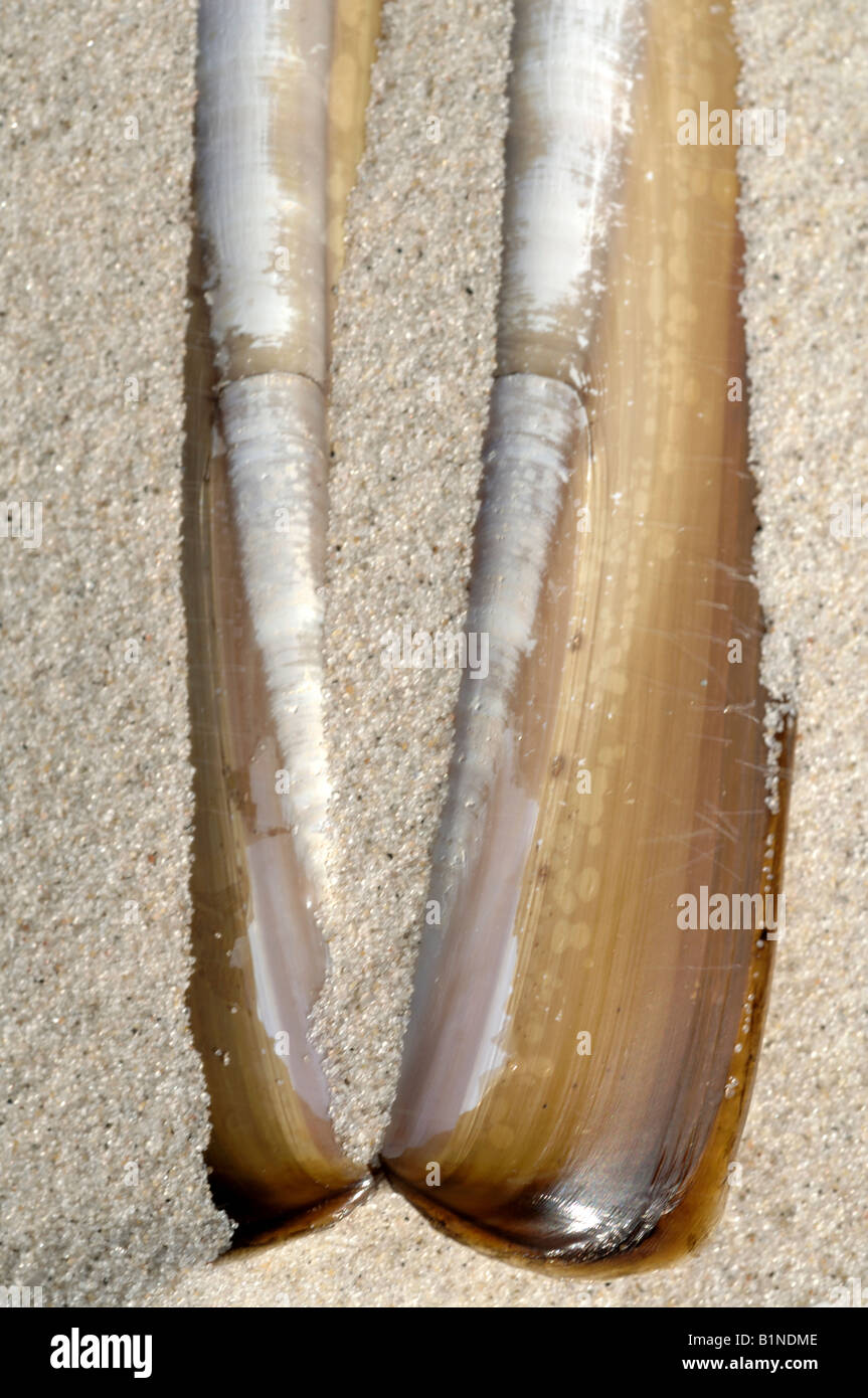 Mussel in sand Stock Photo - Alamy