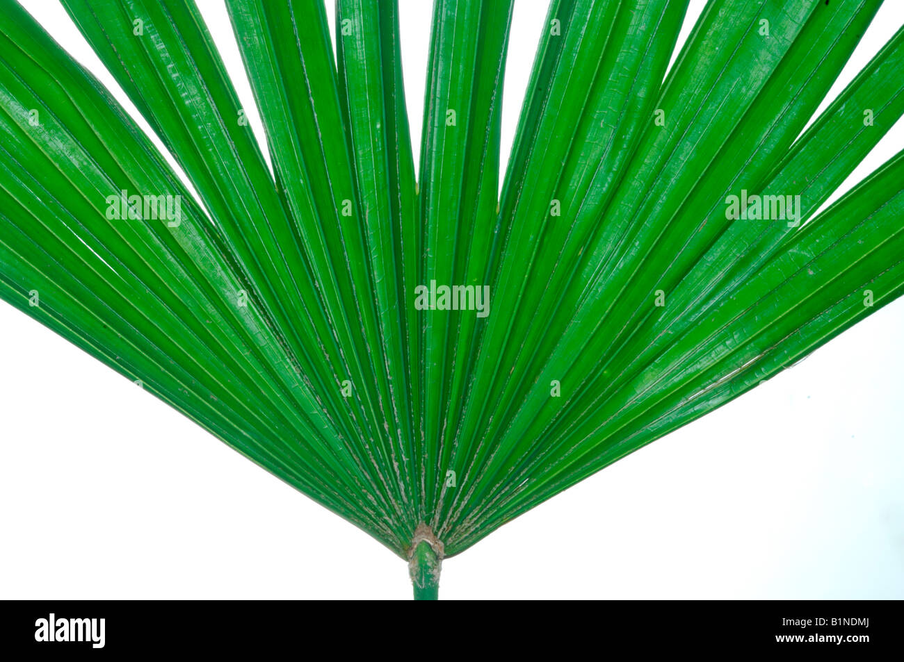 Palm tree leaf Stock Photo - Alamy