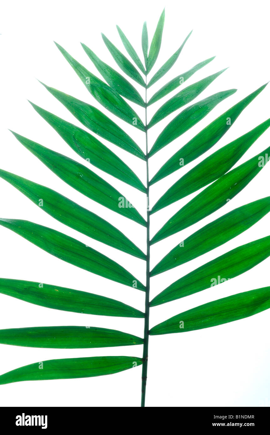 Palm tree leaf Stock Photo - Alamy