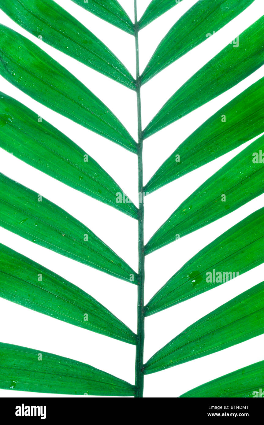 Palm tree leaf Stock Photo - Alamy