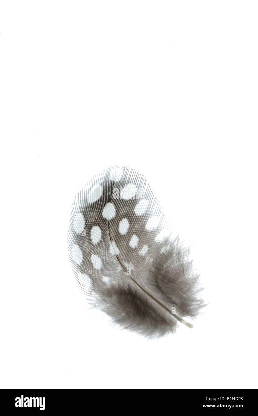 Feathers cut out Cut Out Stock Images & Pictures - Alamy
