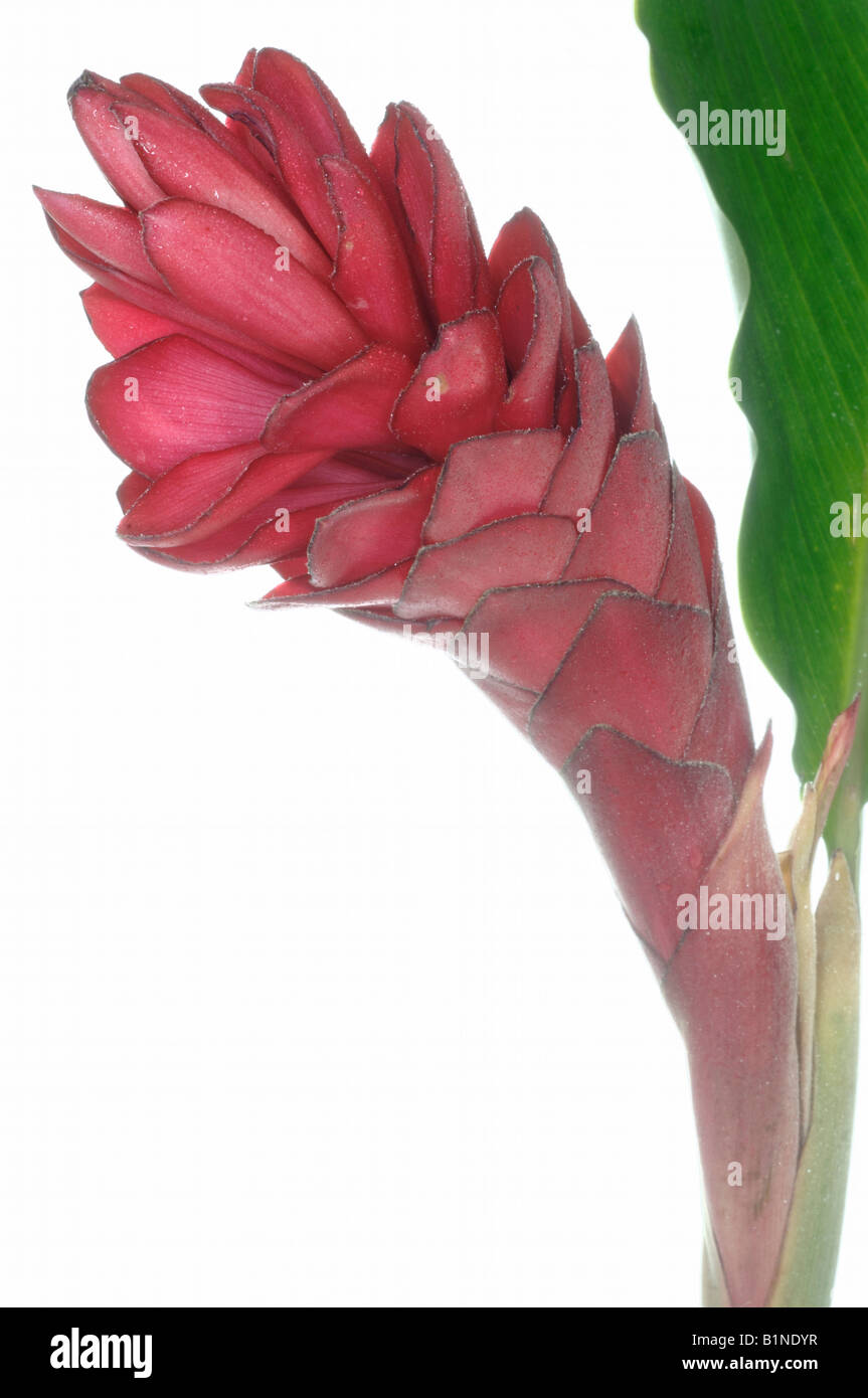 Blossom outs hi-res stock photography and images - Alamy