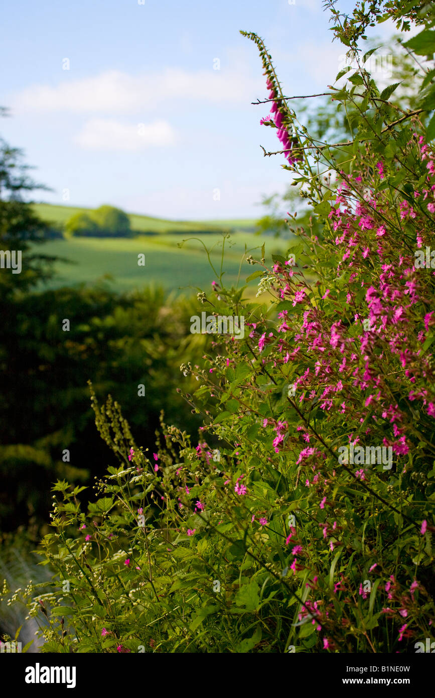 Purple cornish hedgerow flower hi-res stock photography and images - Alamy