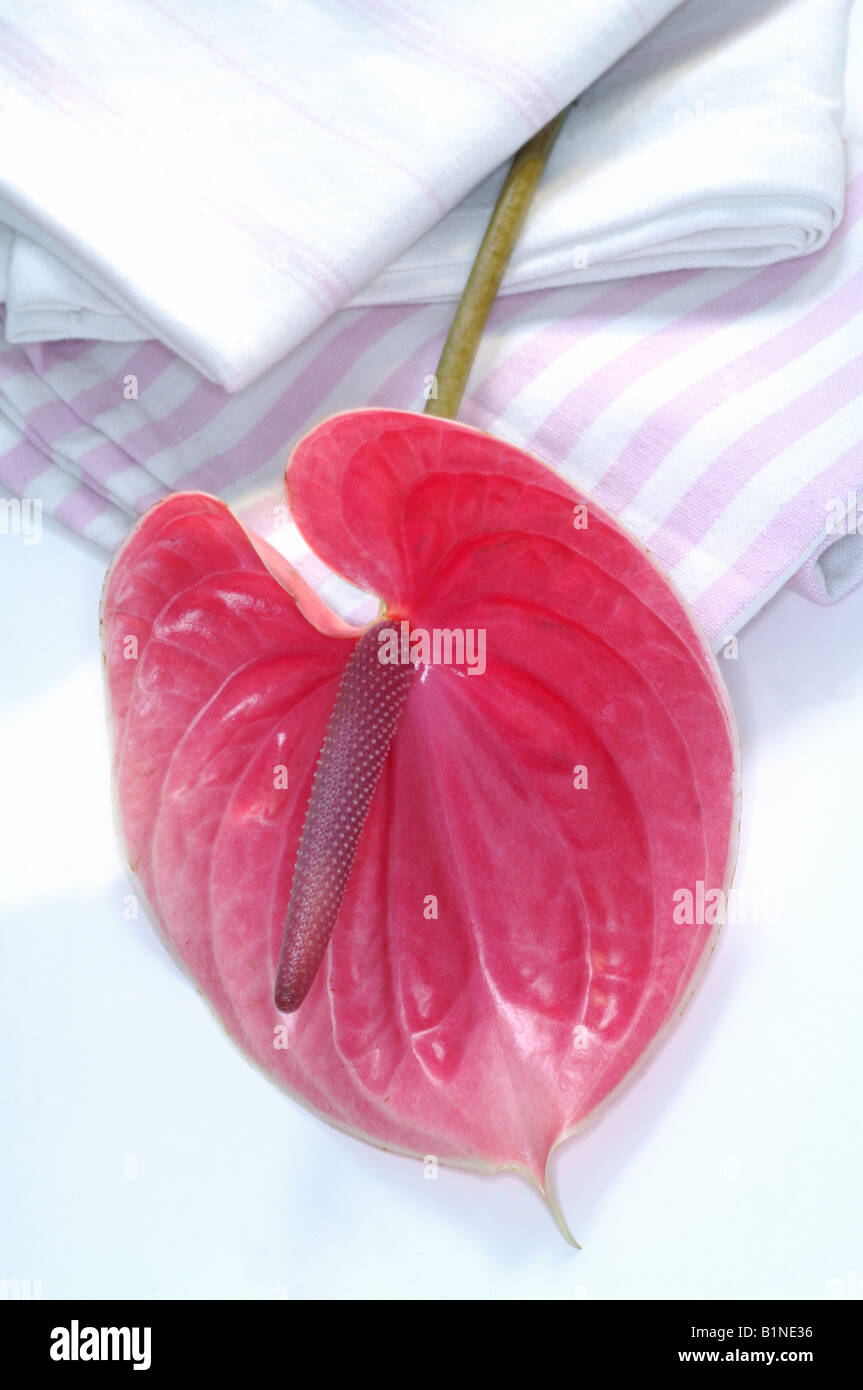 Anthurium lilies hi-res stock photography and images - Alamy