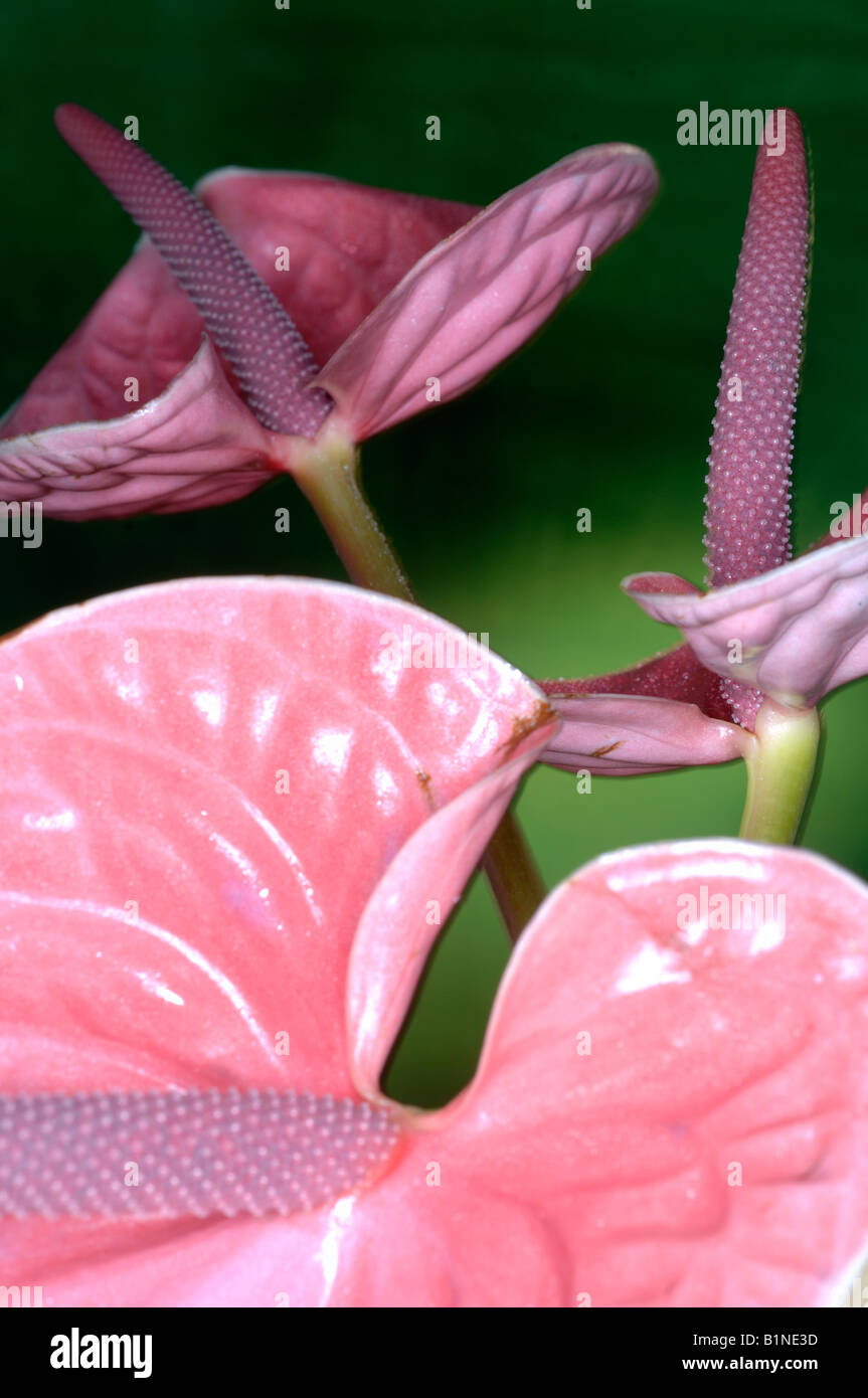 Flamingo lilies hi-res stock photography and images - Alamy