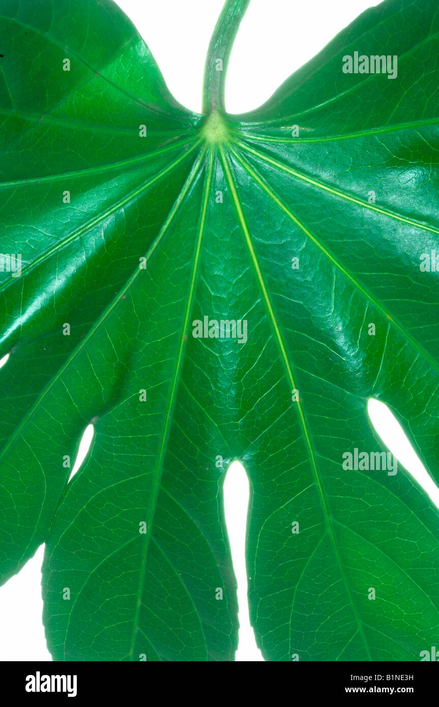 Exotic plant, leaf, detail Stock Photo - Alamy
