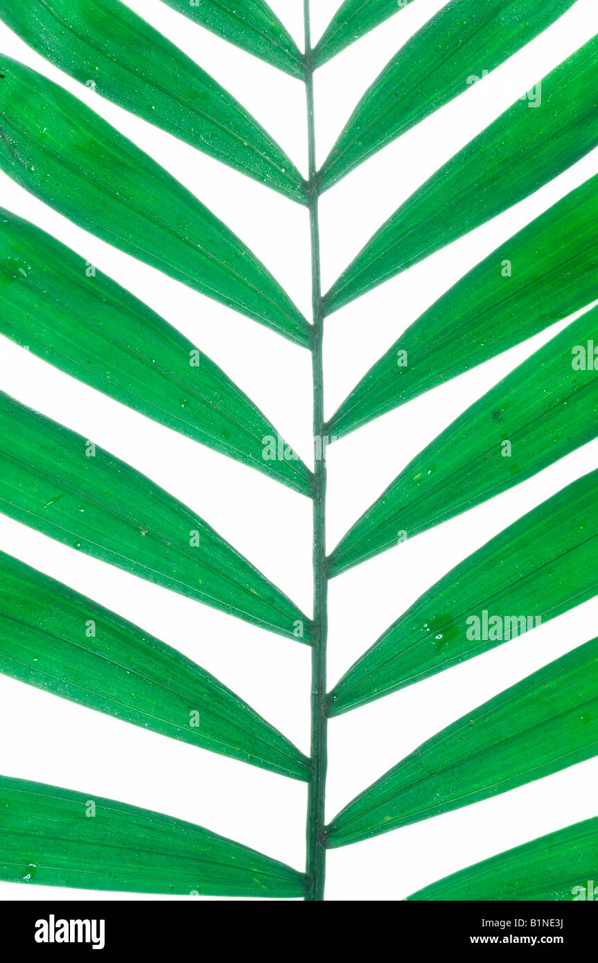 Exotic plant, leaf, detail Stock Photo - Alamy