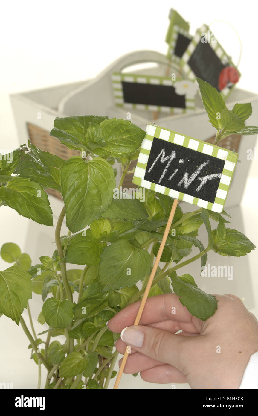 spearmint, mint, sign Stock Photo - Alamy