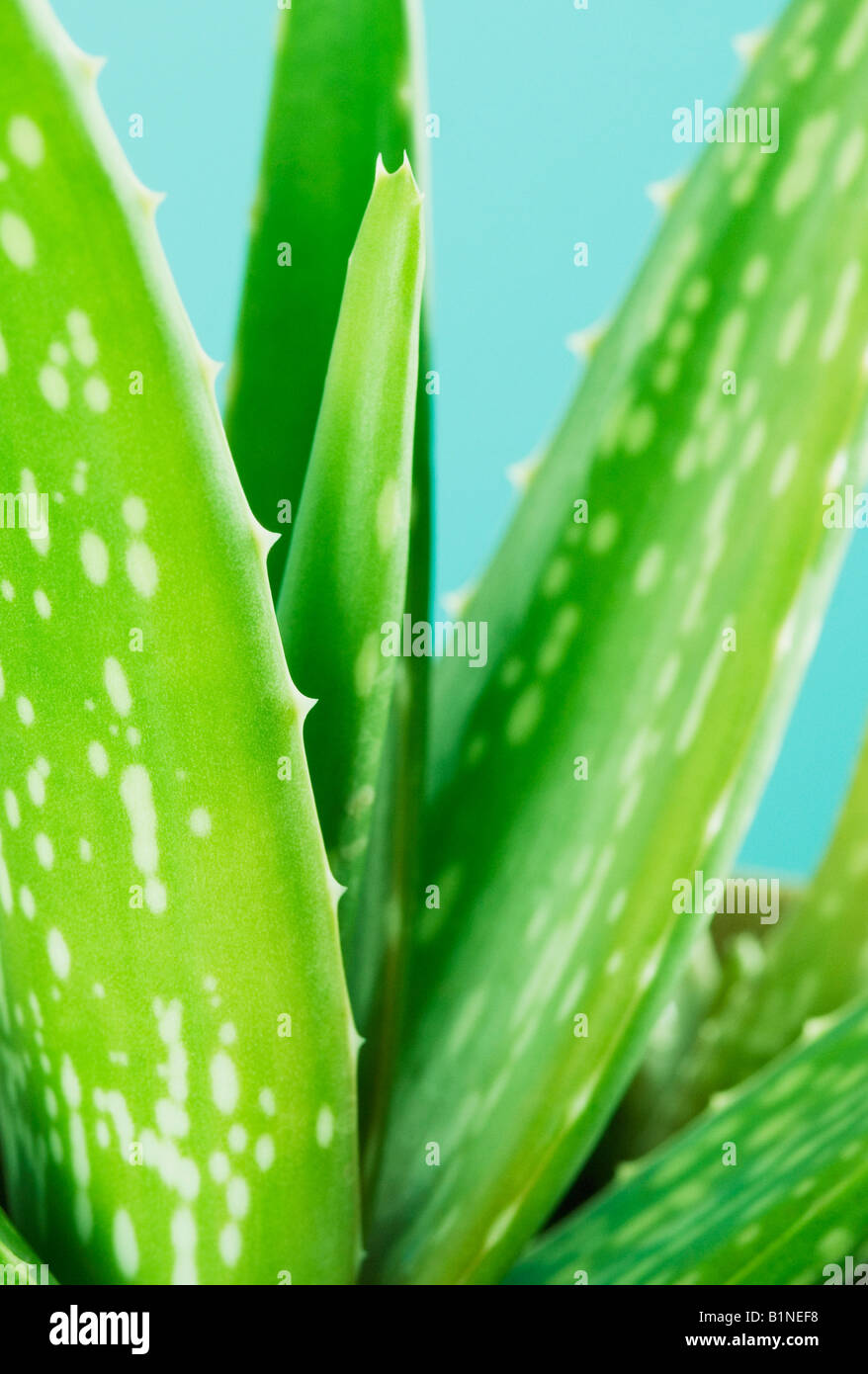 Close-up of an Aloe vera plant Stock Photo - Alamy