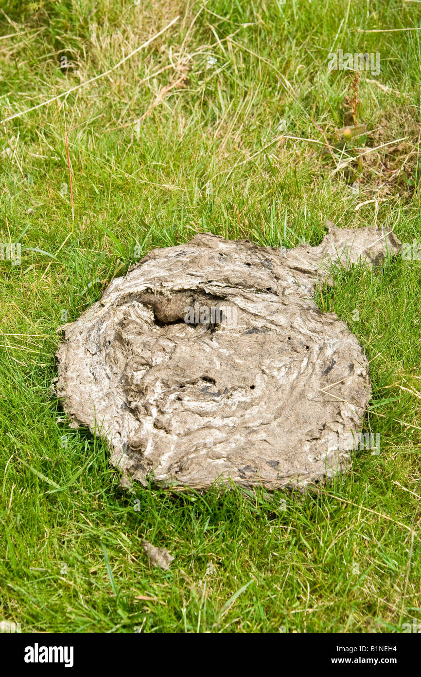 Cow pat poo dung hi-res stock photography and images - Alamy
