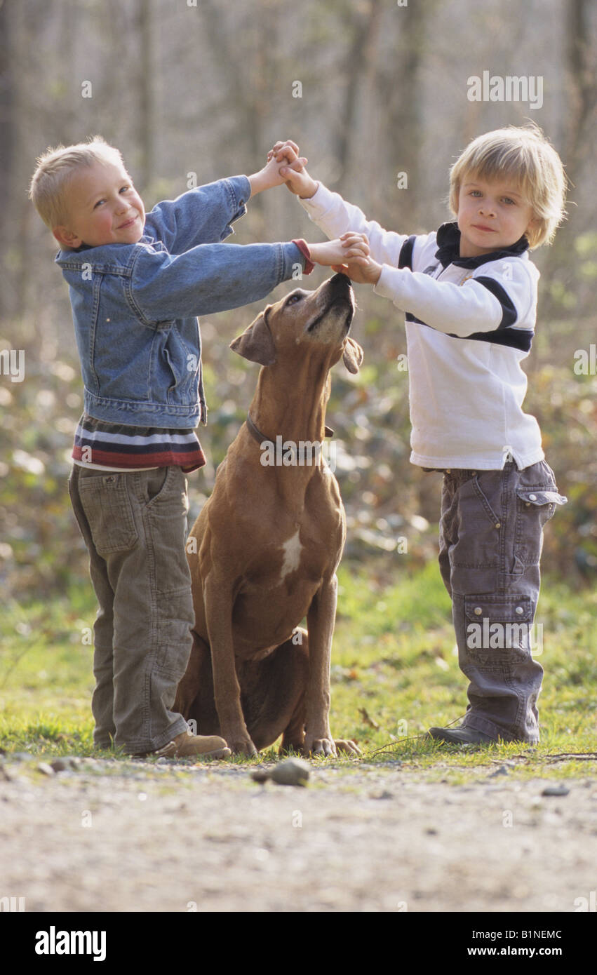 Rhodesian Ridgeback (Canis lupus familiaris). Two boys playing with old ...