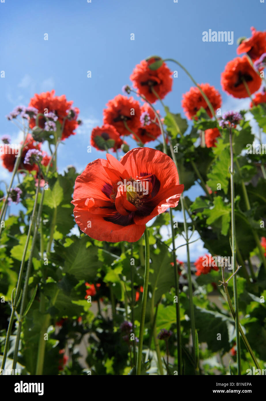 RED POPPIES IN AN ENGLISH COTTAGE GARDEN UK Stock Photo - Alamy