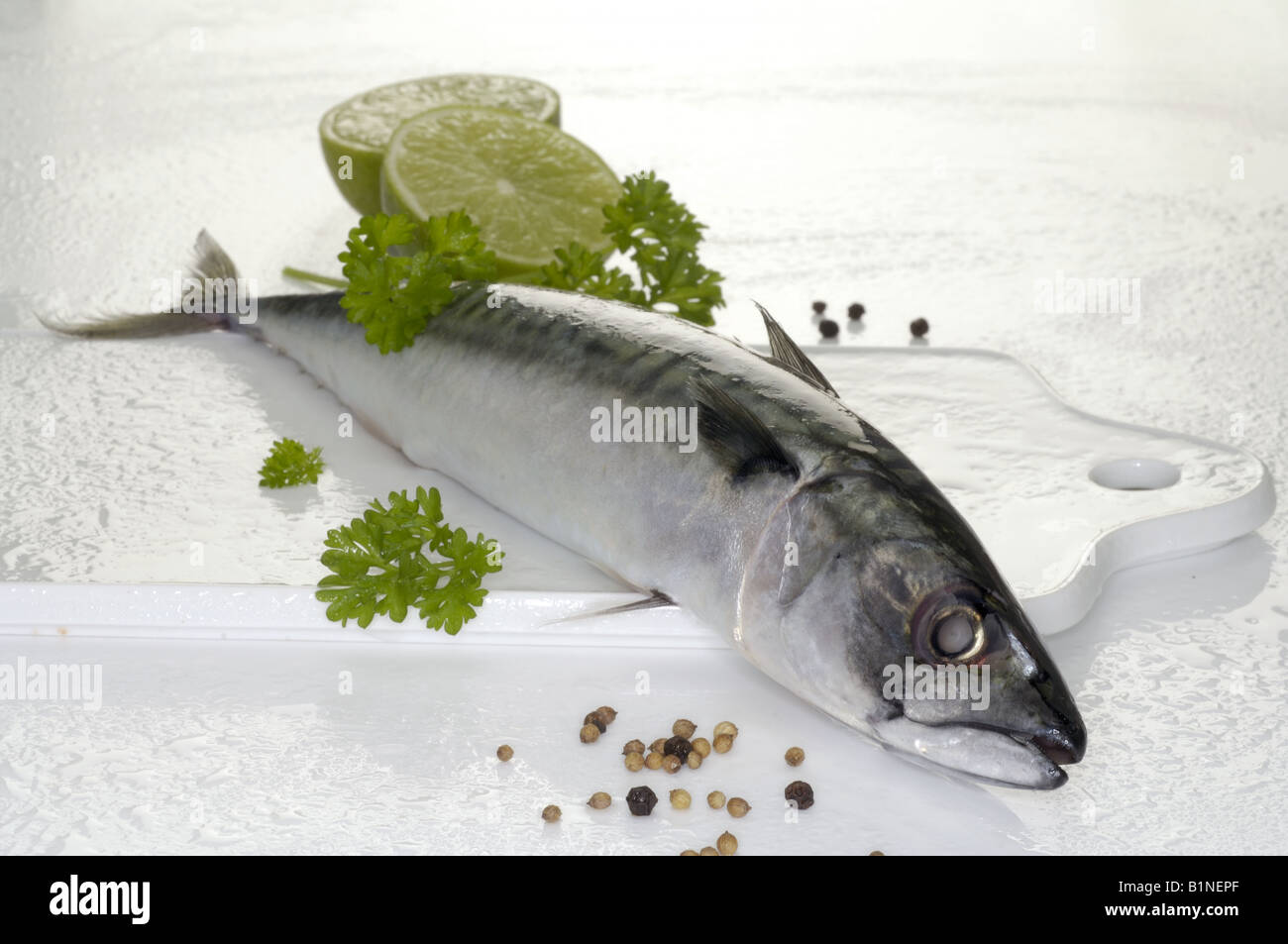 Fresh mackerel seafish hi-res stock photography and images - Alamy