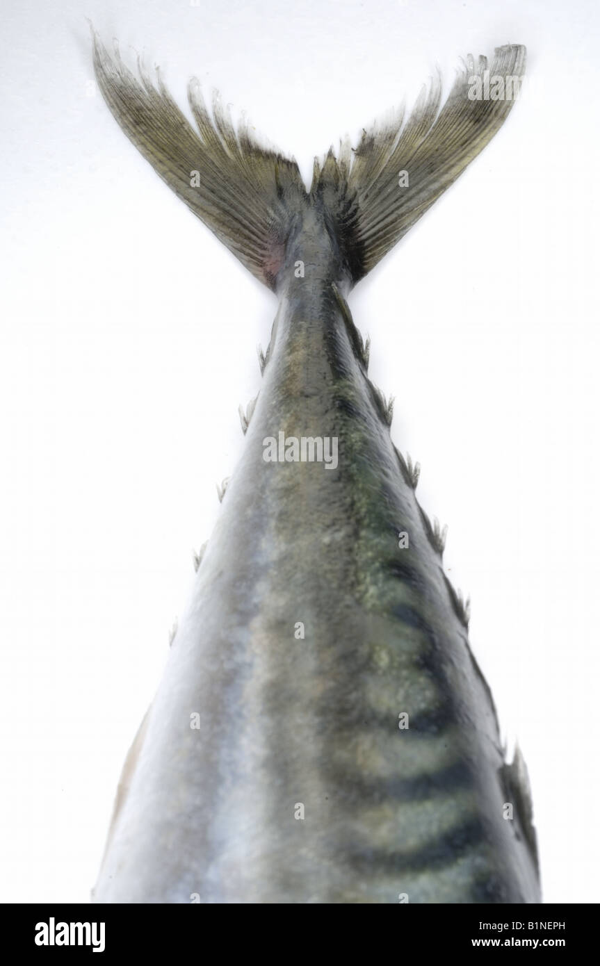 Fresh mackerel seafish hi-res stock photography and images - Alamy