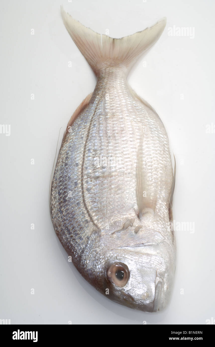 Giltheads hi-res stock photography and images - Alamy