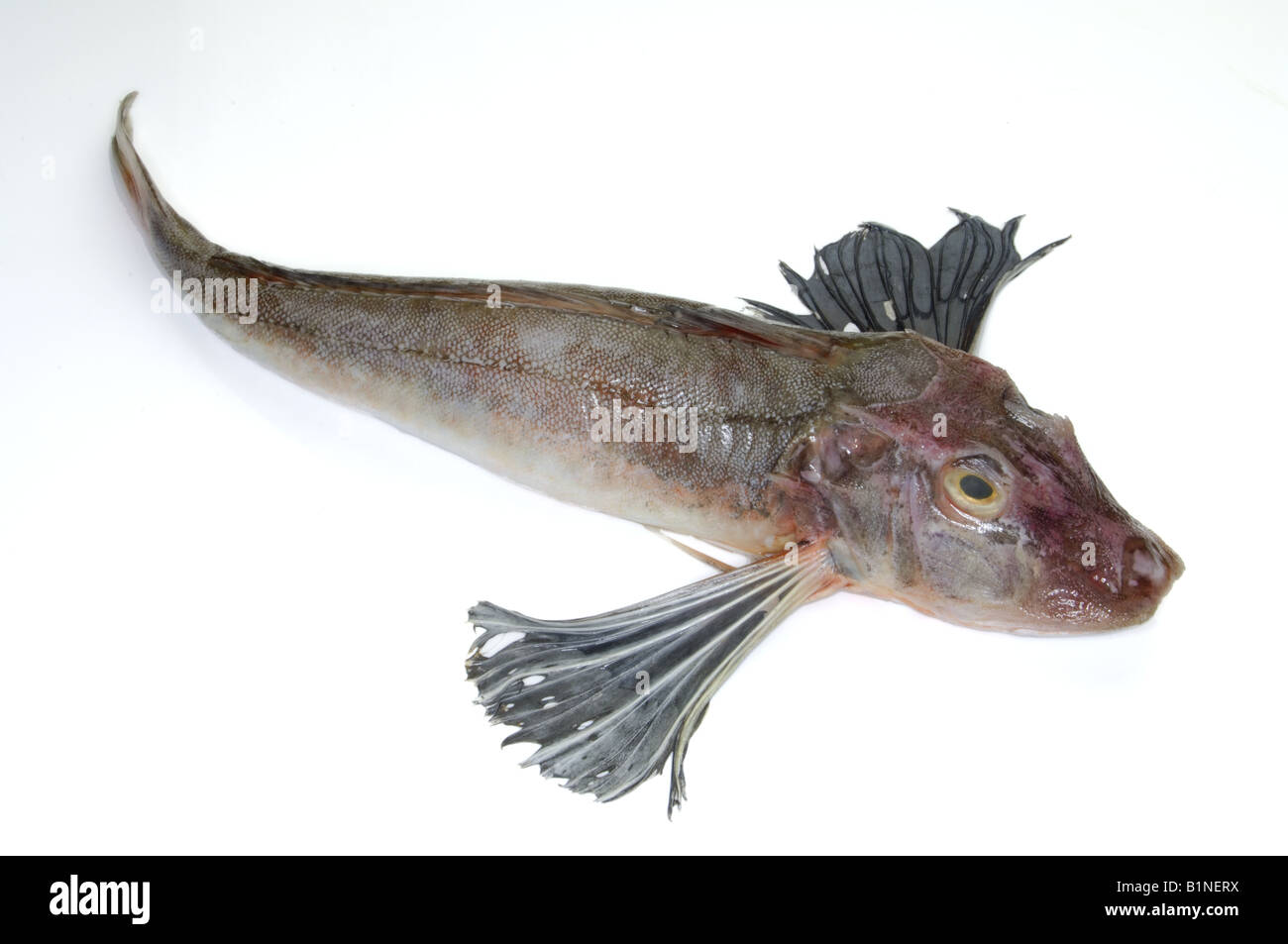 Seafishes hi-res stock photography and images - Alamy