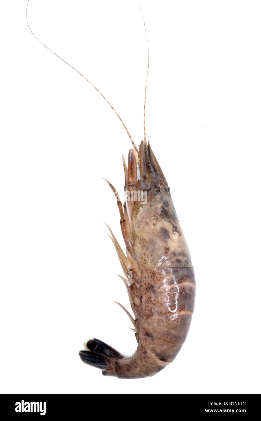 Brown shrimp crangon crangon hi-res stock photography and images - Alamy