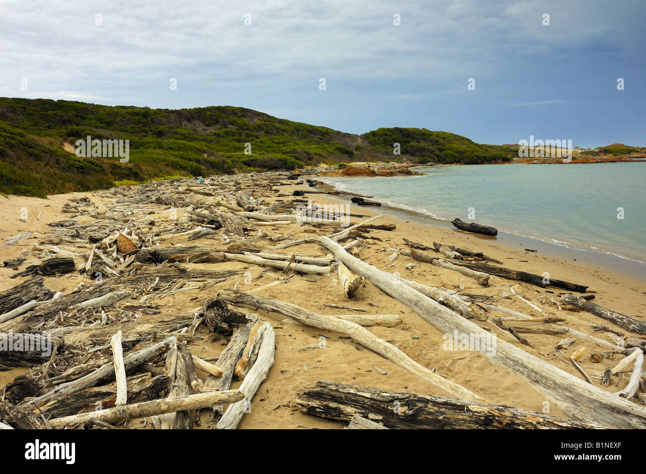 Driftwood-covered beach, Arthur River Tasmania Stock Photo - Alamy