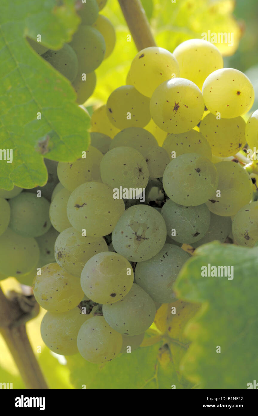 White wine grapes Stock Photo - Alamy