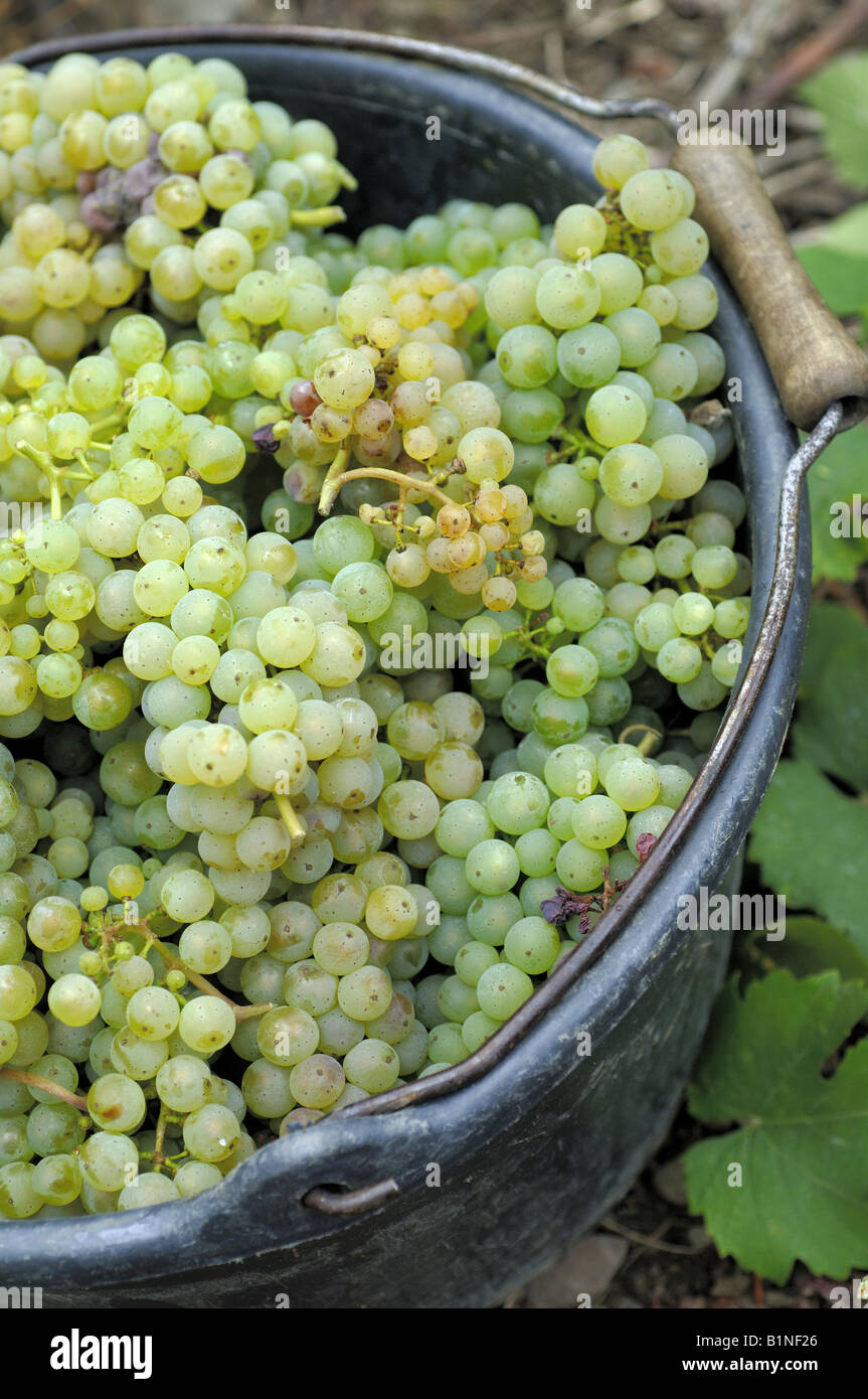 Grape tubs hi-res stock photography and images - Alamy