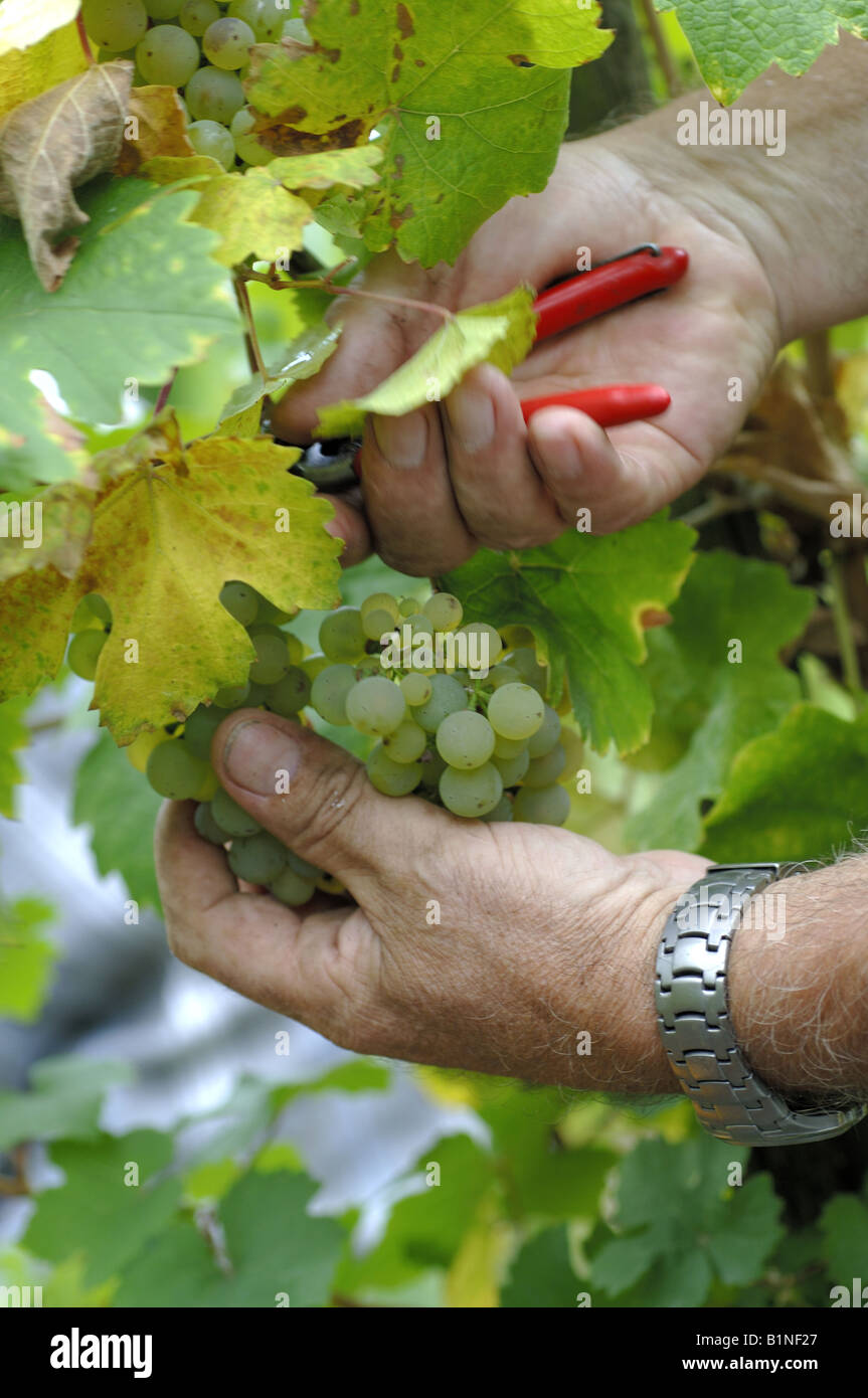 Vintage: Cutting wine grapes Stock Photo - Alamy