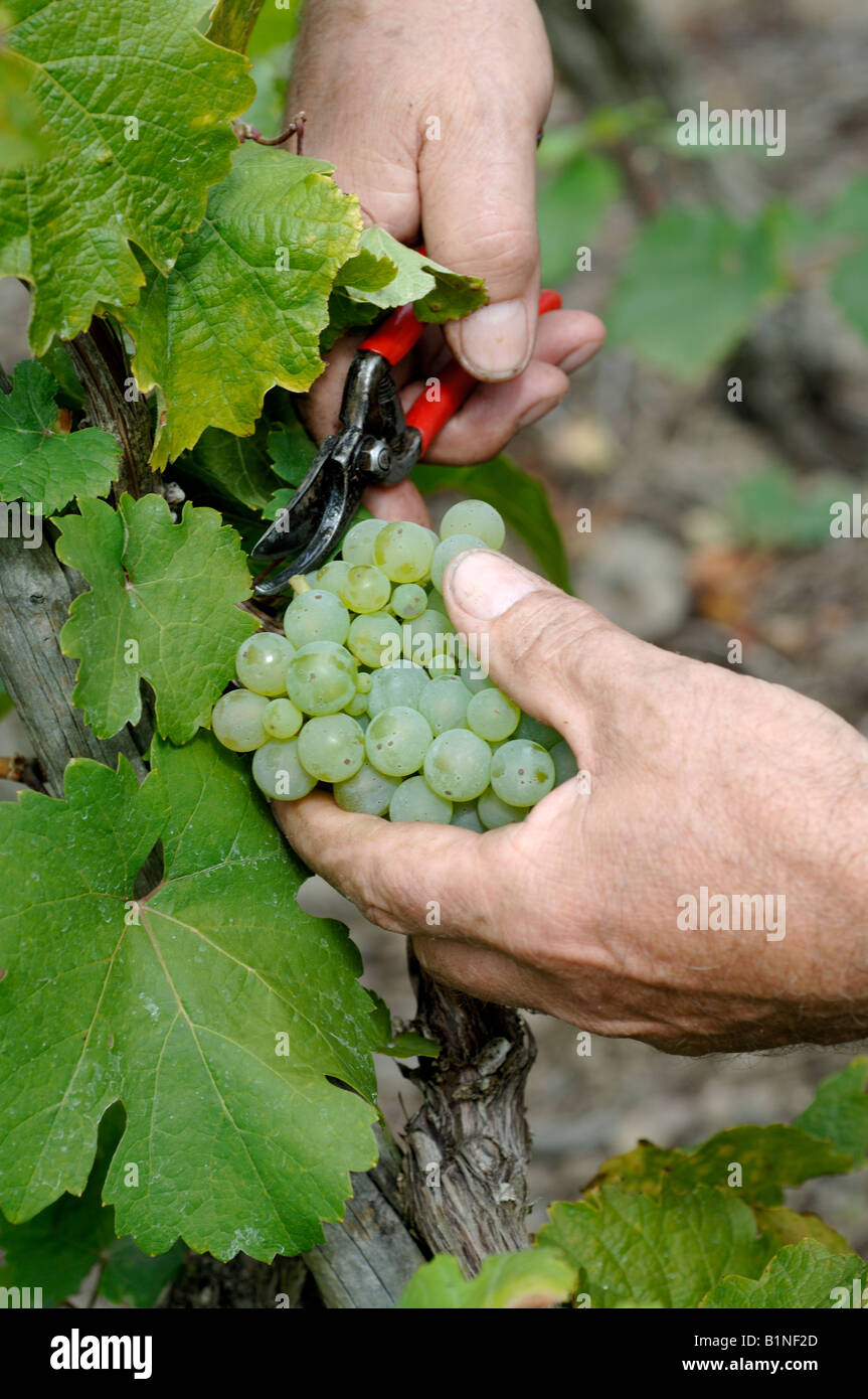 Vintage: Cutting wine grapes Stock Photo - Alamy