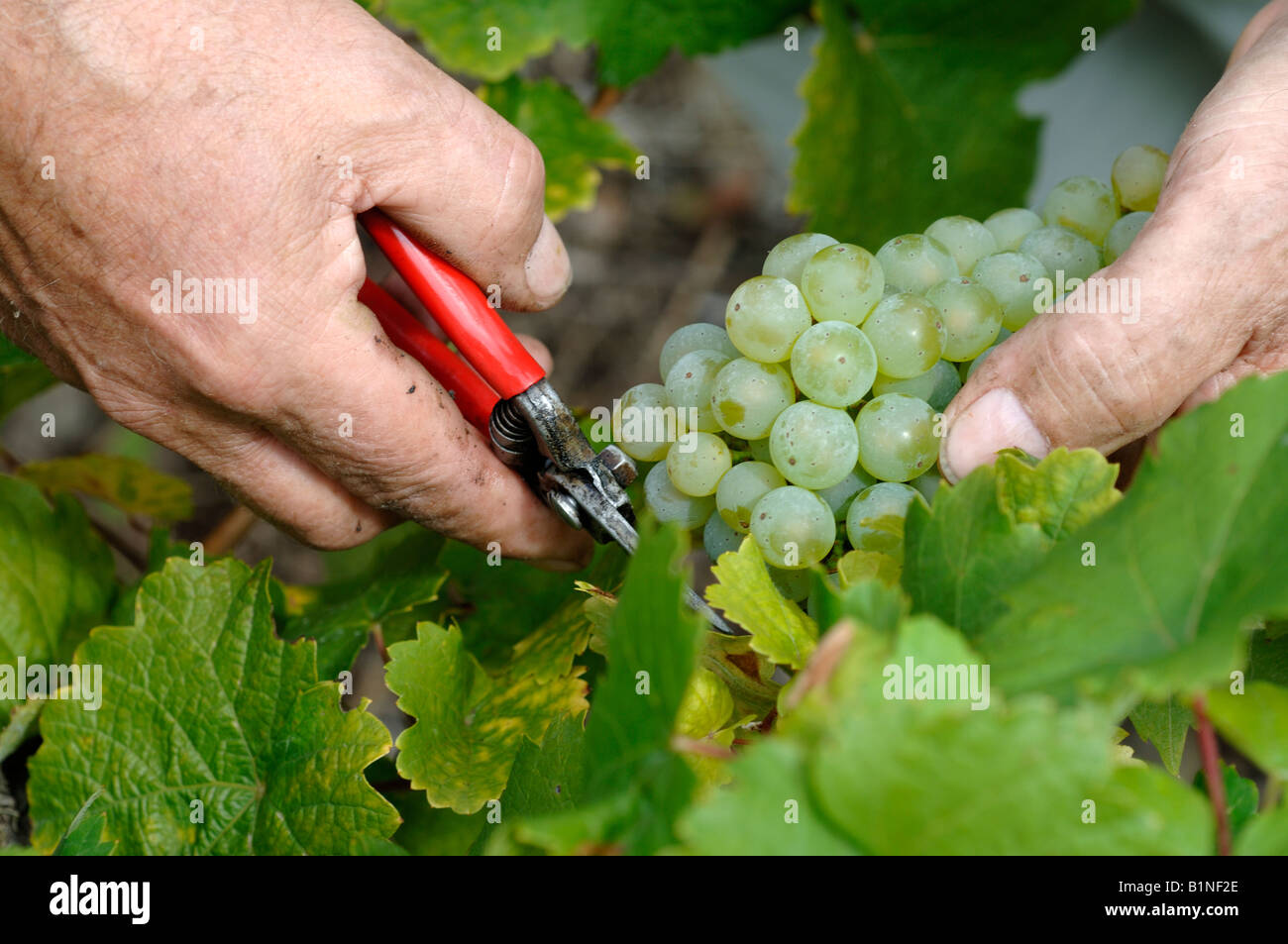 Vintage: Cutting wine grapes Stock Photo - Alamy