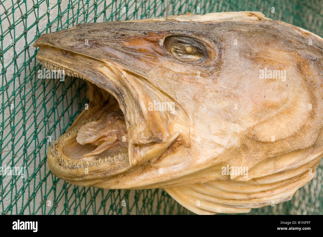 Norway Nordland Lofoten dried fish Stock Photo - Alamy
