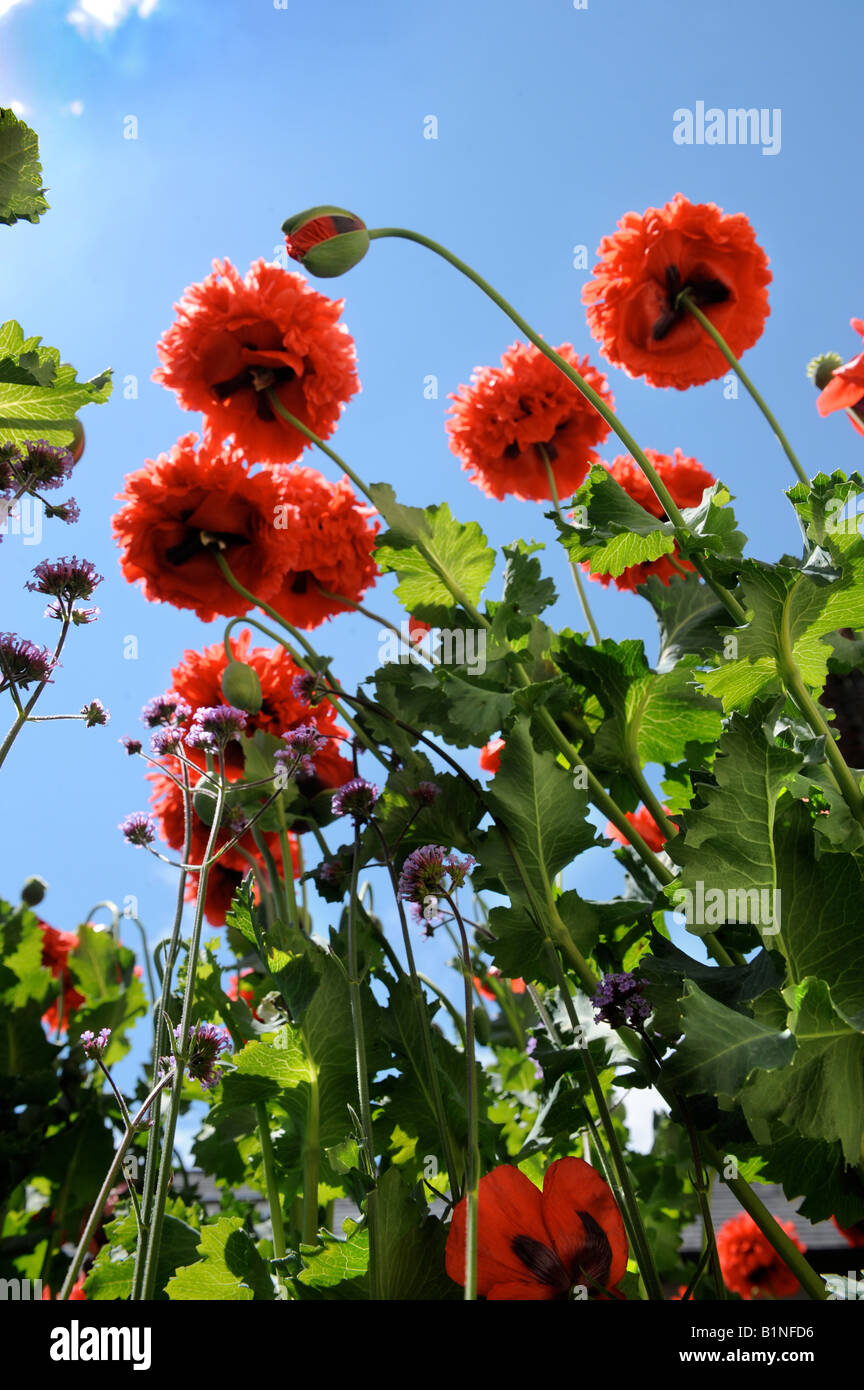 RED POPPY BLOOMS IN AN ENGLISH COTTAGE GARDEN UK Stock Photo - Alamy