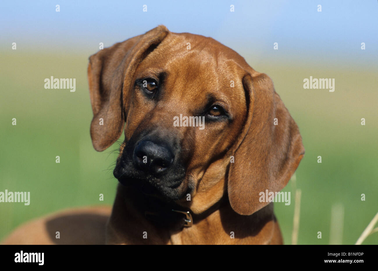 Rhodesian Ridgeback (Canis lupus familiaris), portrait of adult Stock ...